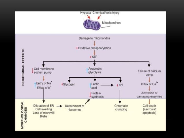 Cellular Responses to Stress and Injury (1).pptx