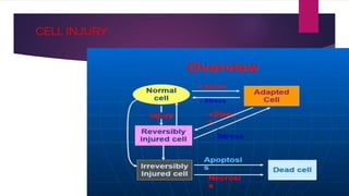 Cellular response to injury, acute inflammation,healing and jeganathan ...