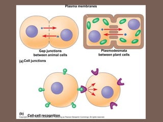 Cellular secretion and communication | PPTX