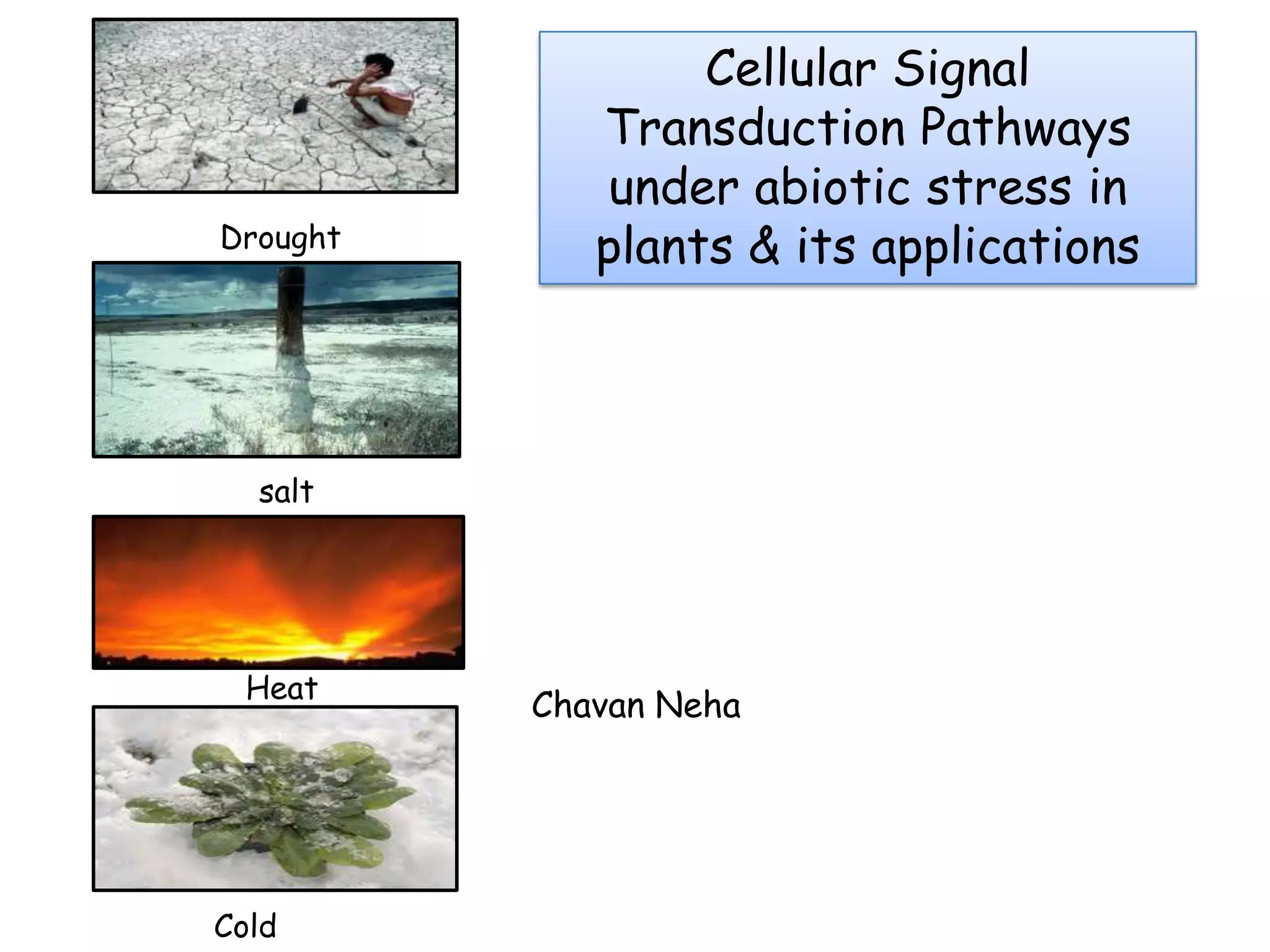 Cellular signal transduction pathways under abiotic stress | PPTX