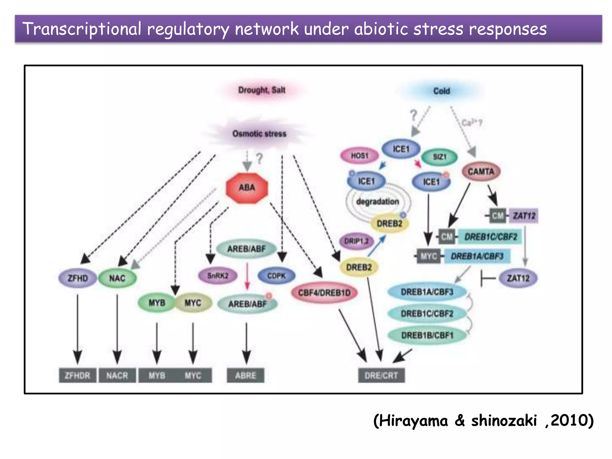 Cellular signal transduction pathways under abiotic stress | PPTX