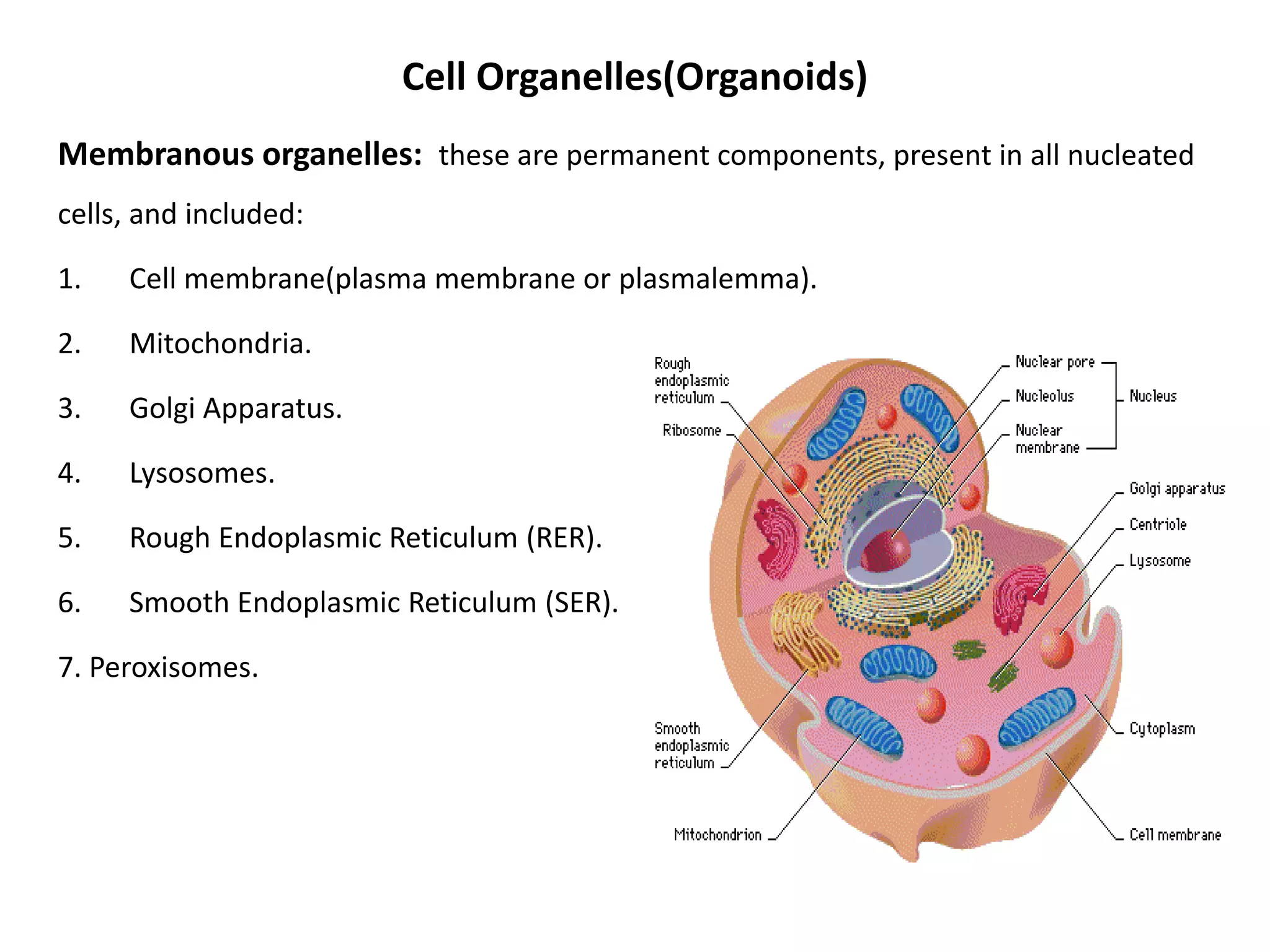 Cellular Structure.pdf