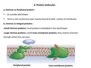 Cellular Structure.pdf