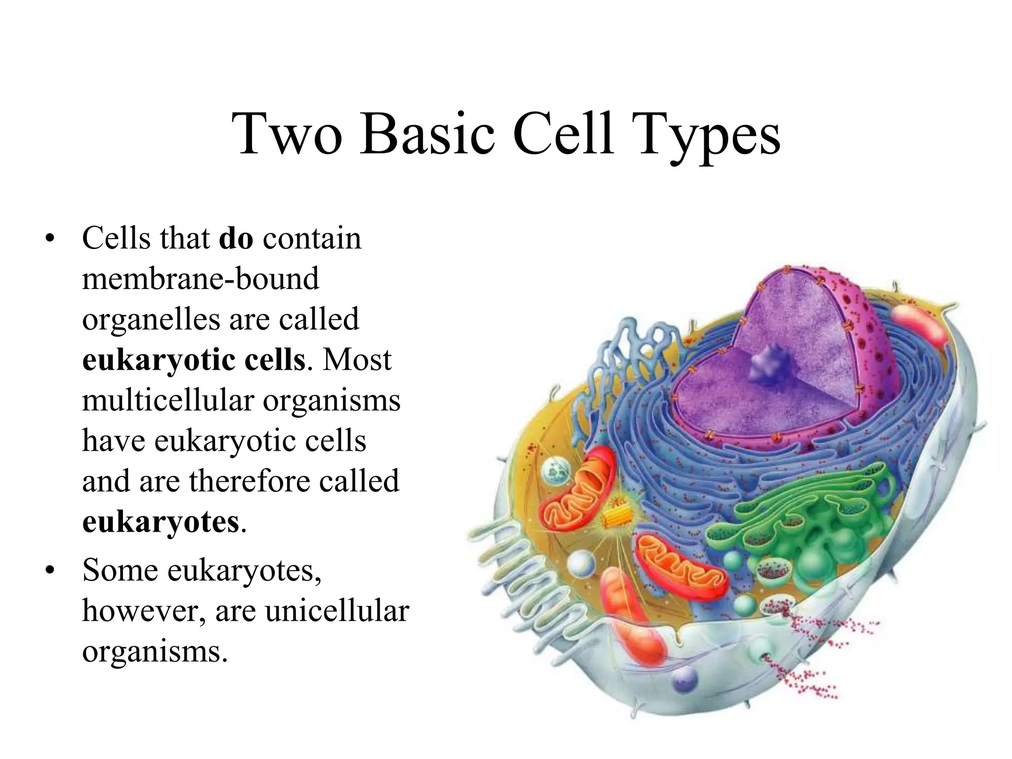 Cellular structure and function | PPTX