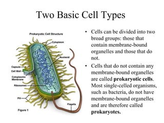 Cellular structure and function | PPTX