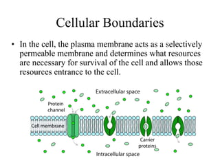 Cellular structure and function | PPTX