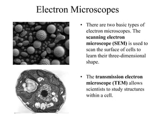 Cellular structure and function | PPTX