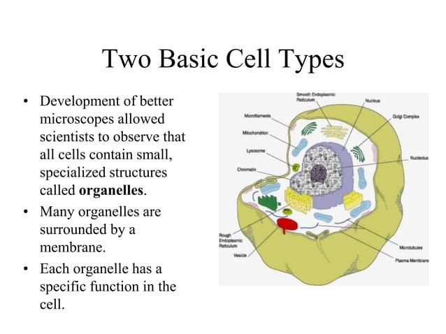 Cellular structure and function | PPTX