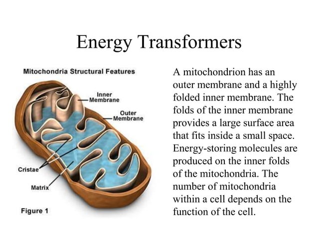 Cellular structure and function ii | PPT