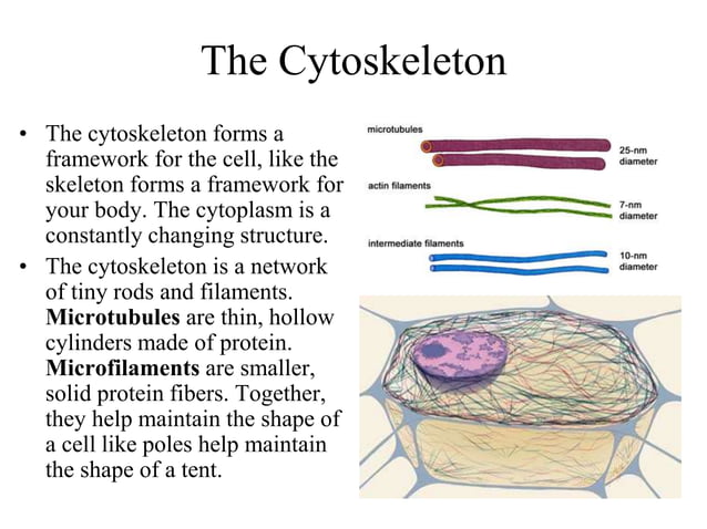 Cellular structure and function ii | PPT