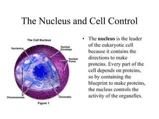 Cellular structure and function ii | PPT