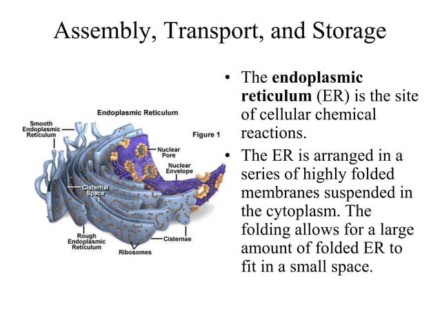 Cellular structure and function ii | PPT