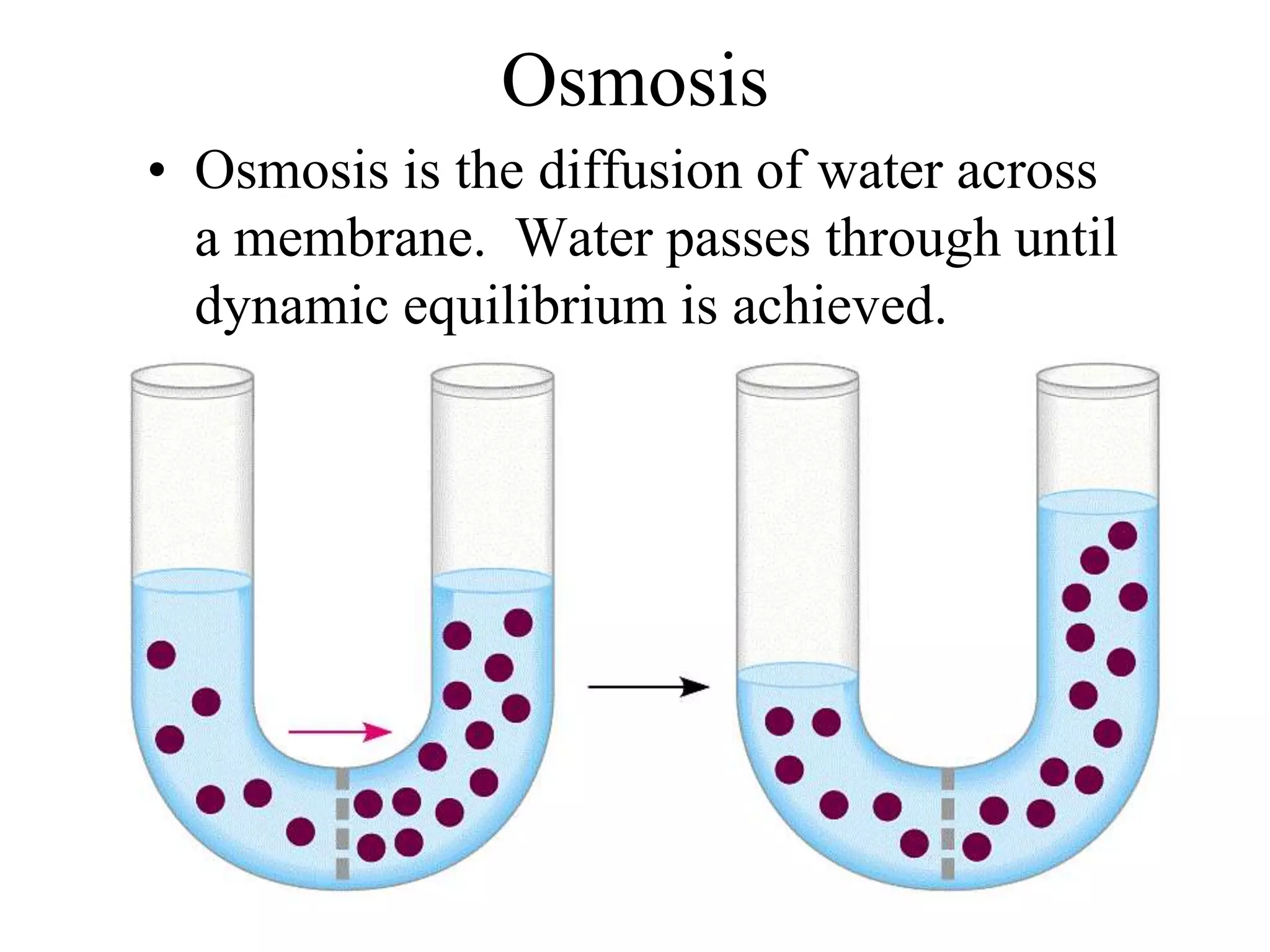 Cellular structure and function iii | PPT
