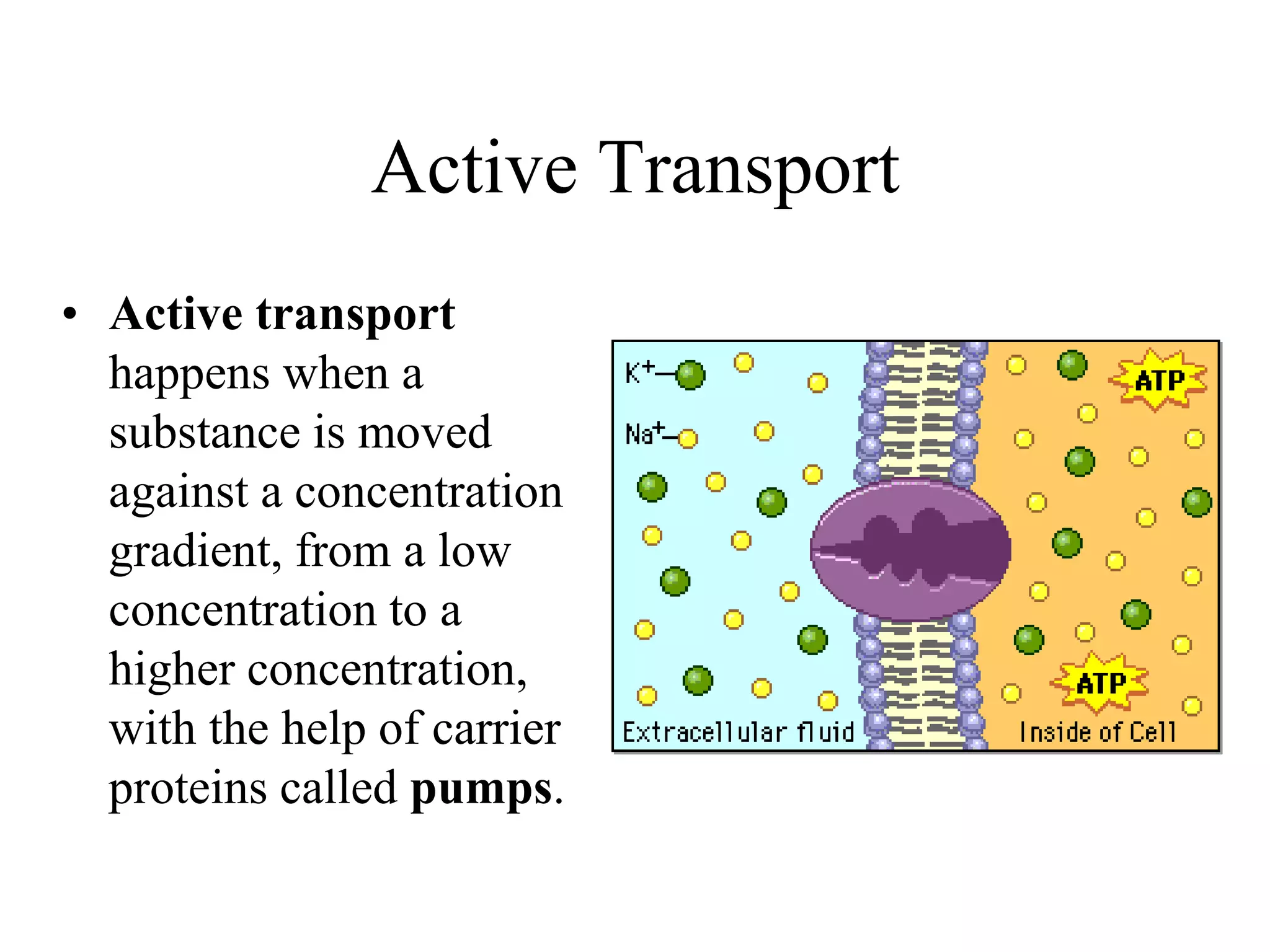 Cellular structure and function iii | PPT