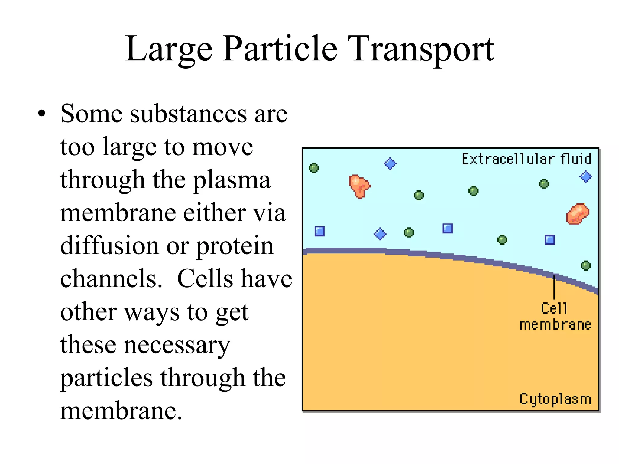 Cellular structure and function iii | PPT