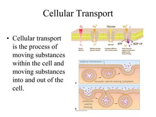 Cellular structure and function iii | PPT
