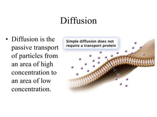 Cellular structure and function iii | PPT