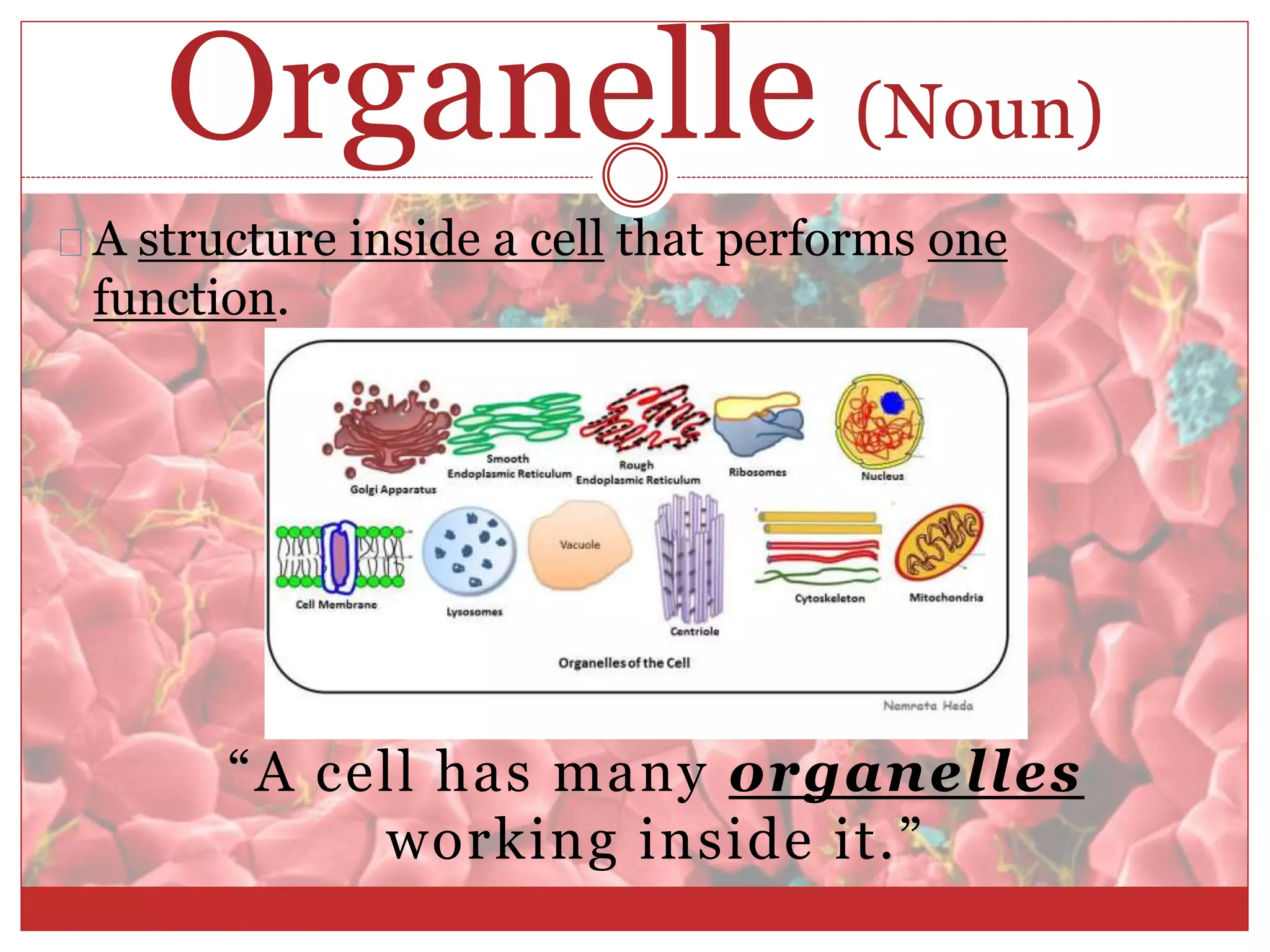Cellular Structures Vocabulary Cards | PPT