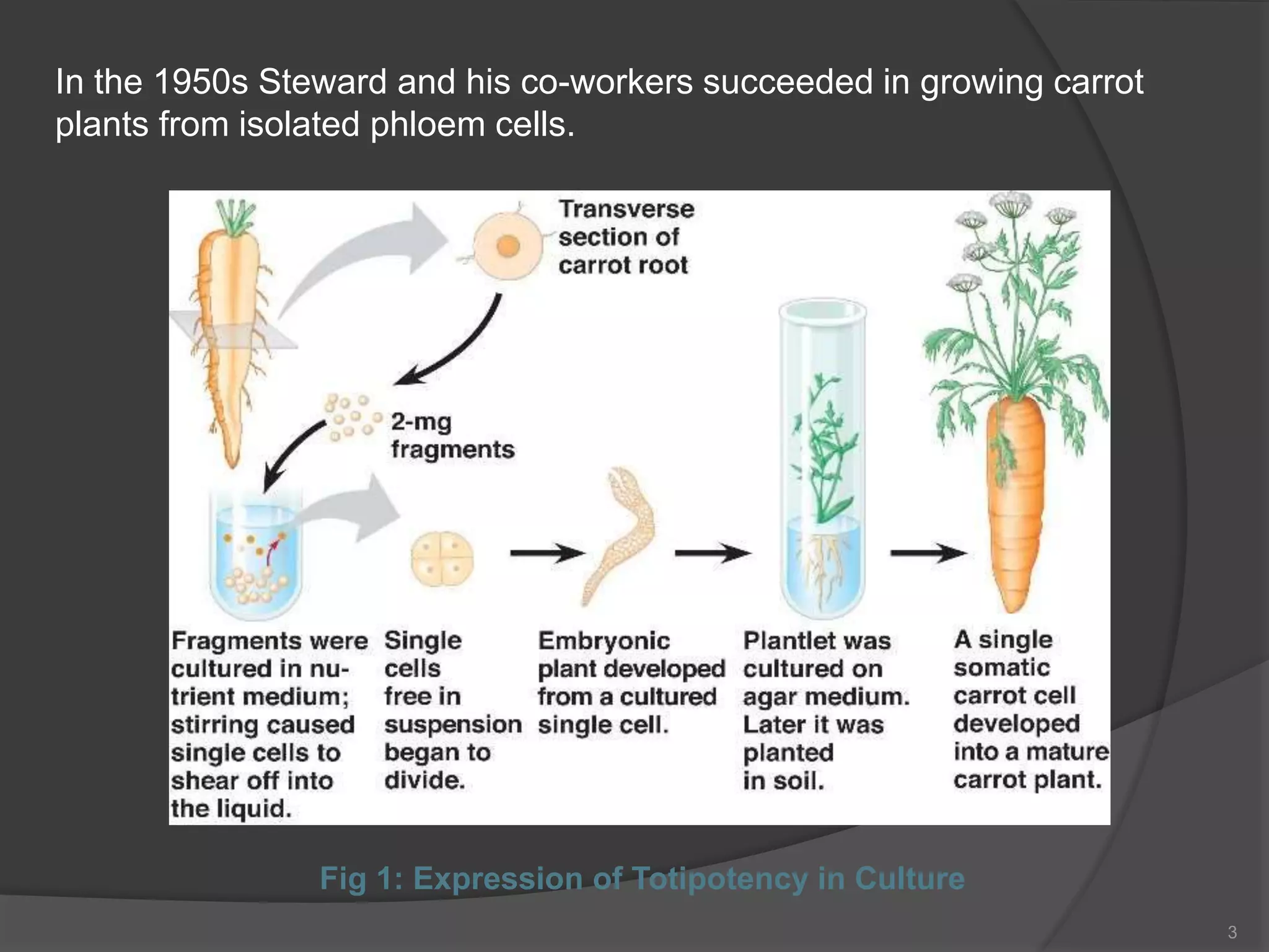 Cellular totipotency in plants | PPTX