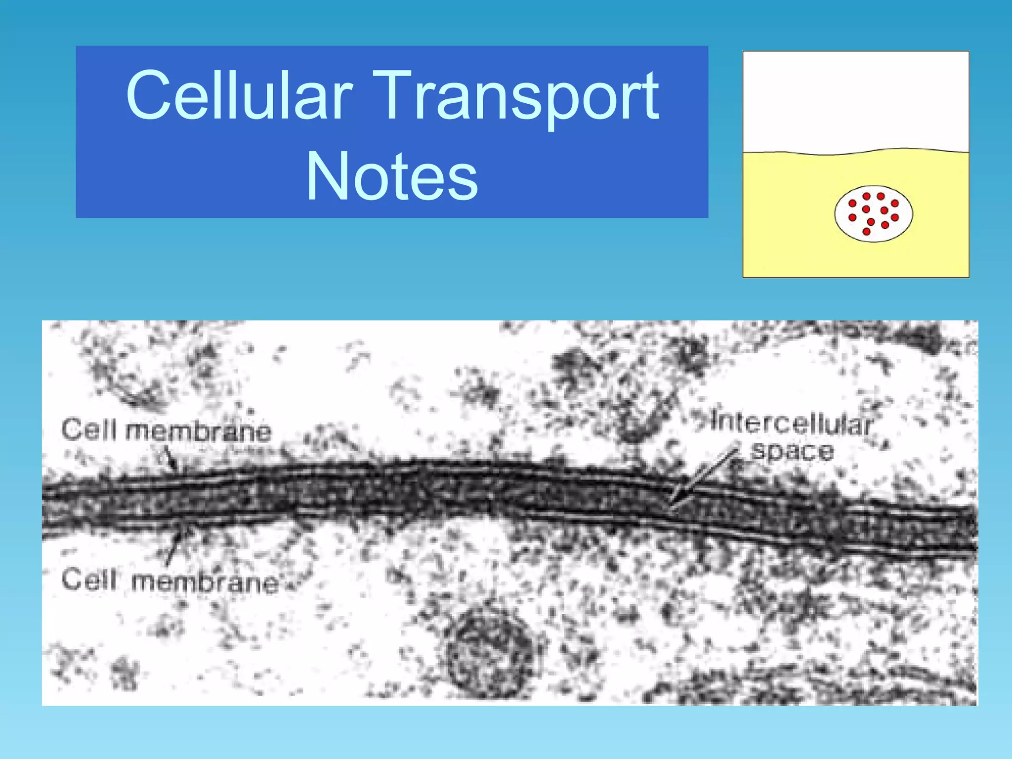 Cellular transport | PPT