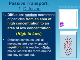 Cellular transport | PPT