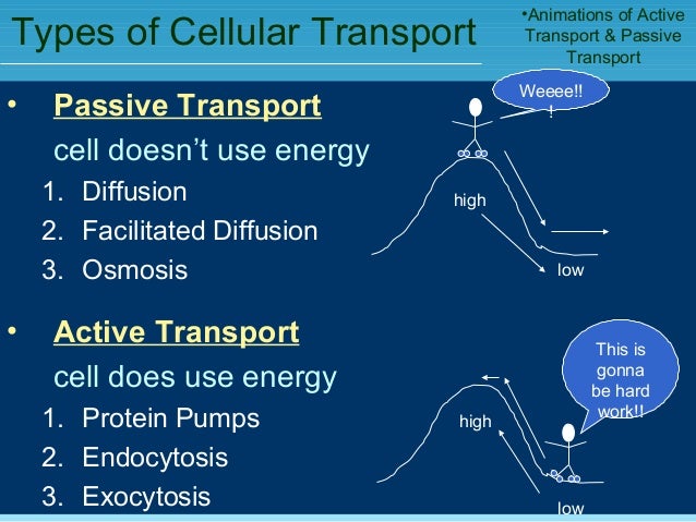 Cellular transport