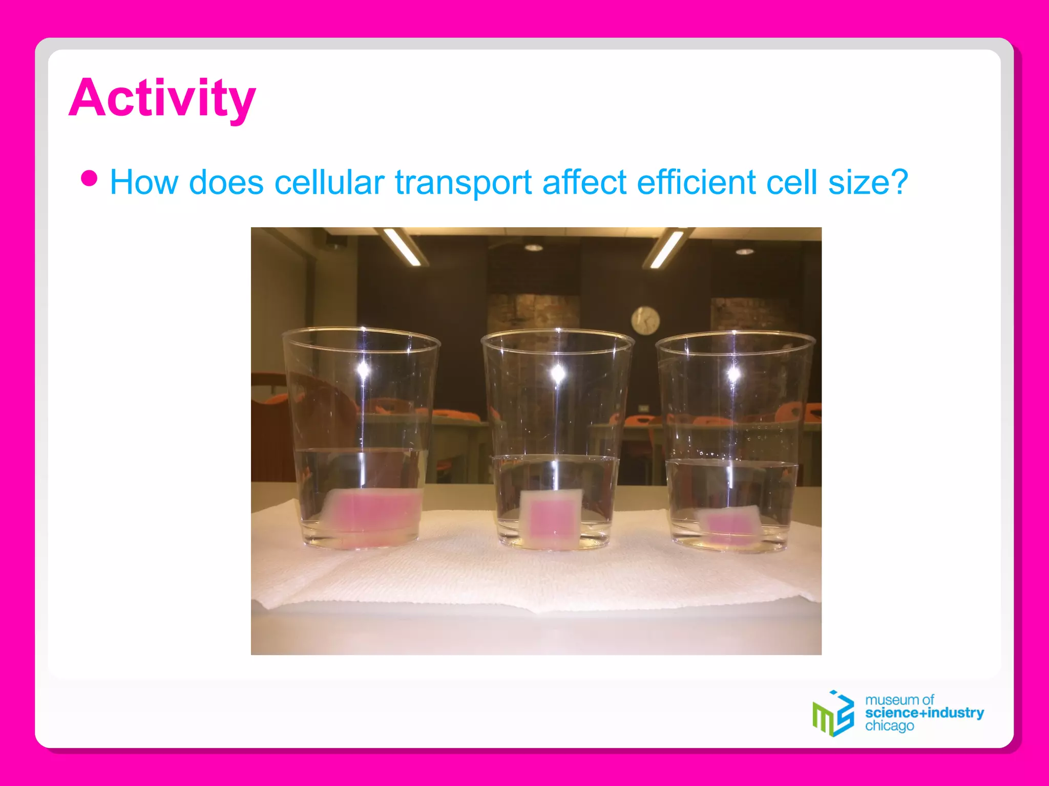 Cellular transport | PPT