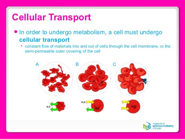 Cellular transport