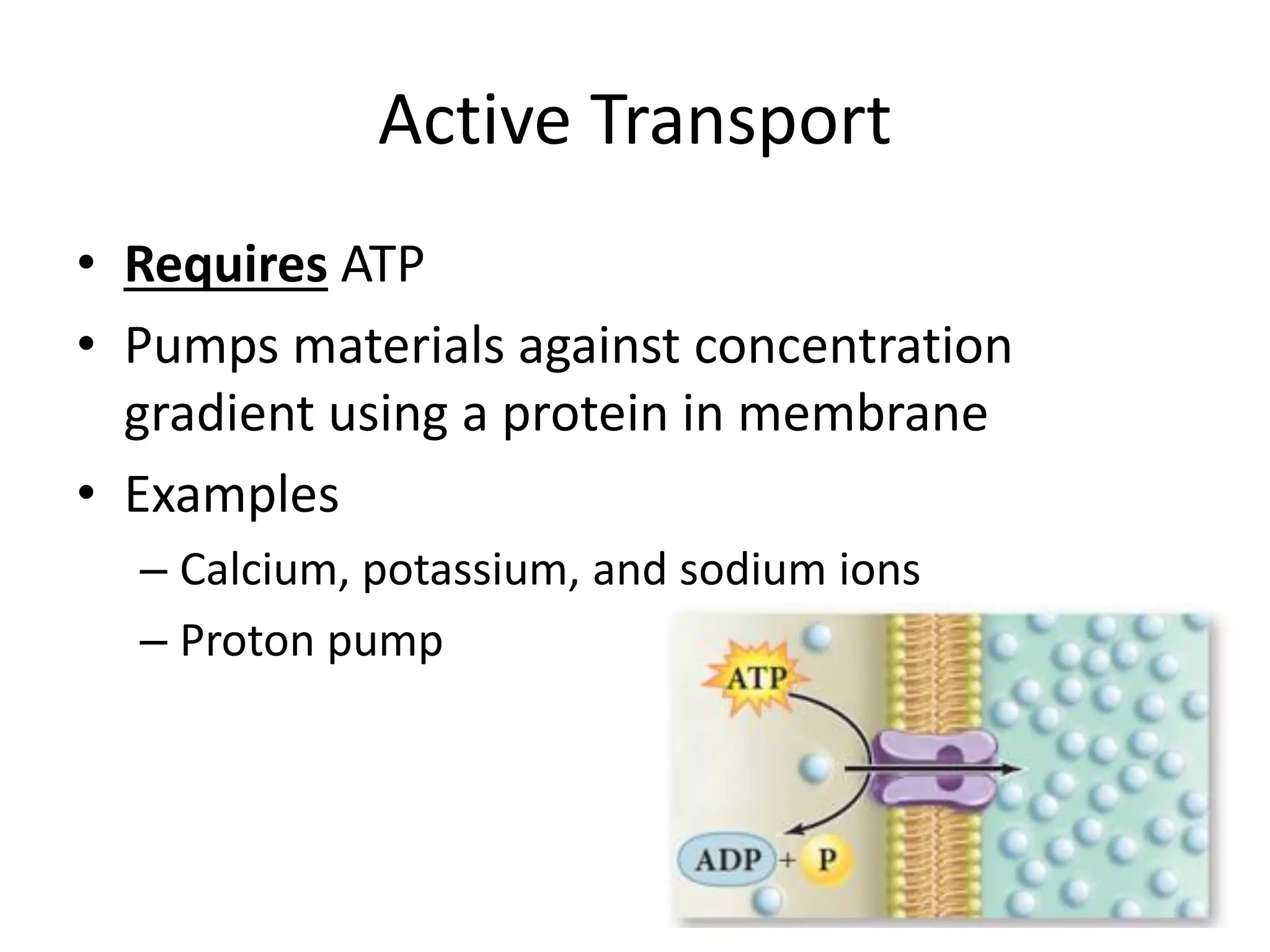 cellular transport.pdf