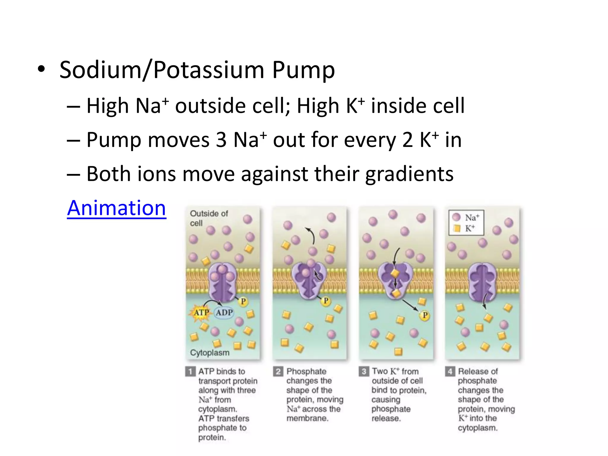cellular transport.pdf