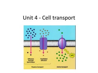 cellular transport.pdf