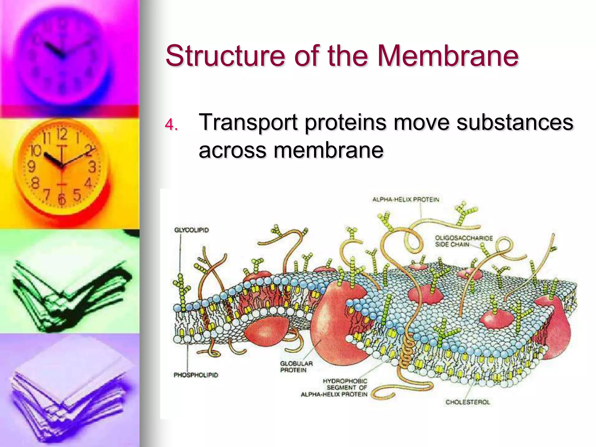 Osmosis and Diffusion | PPTX