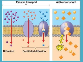 Cellular transport and cell cycle | PPTX