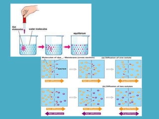 Cellular transport and cell cycle | PPTX