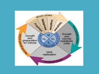 Cellular transport and cell cycle | PPTX