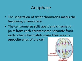 Cellular transport and cell cycle | PPTX