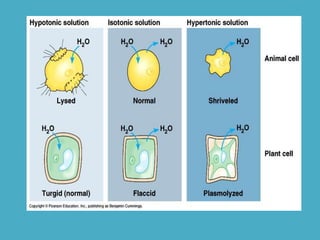 Cellular transport and cell cycle | PPTX