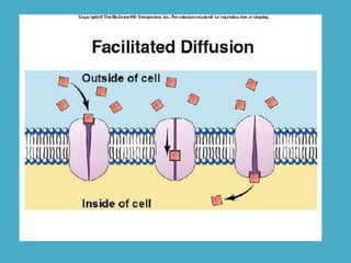 Cellular transport and cell cycle | PPTX