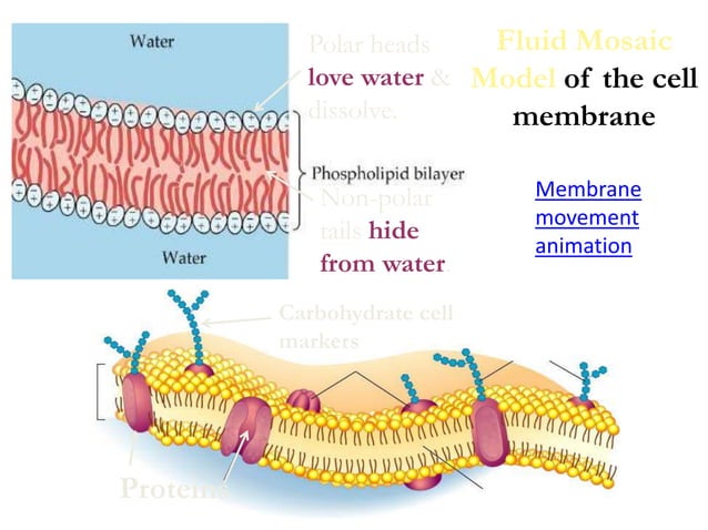 Cellular transport notes