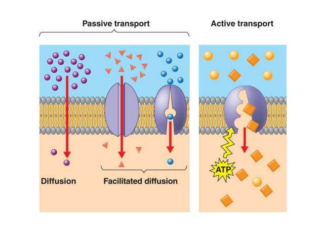 Cellulartransportpowerpoint | PPTX | Biological Sciences | Science