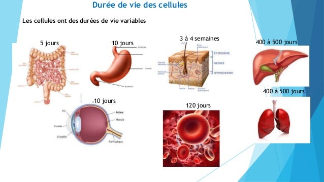 Cellules vs humain