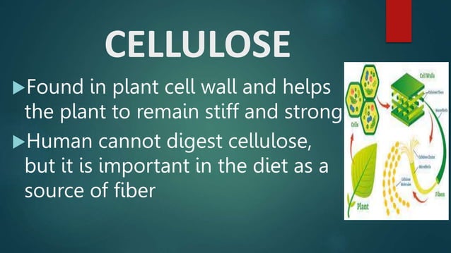 Cellulose.pptx | Biological Sciences | Science