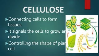 Cellulose.pptx | Biological Sciences | Science