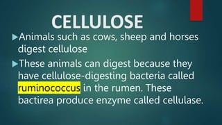 Cellulose.pptx | Biological Sciences | Science