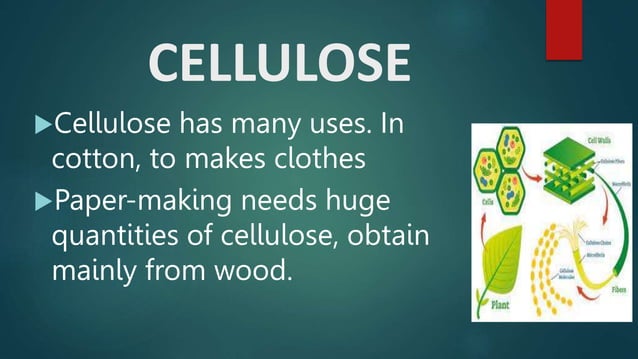 Cellulose.pptx