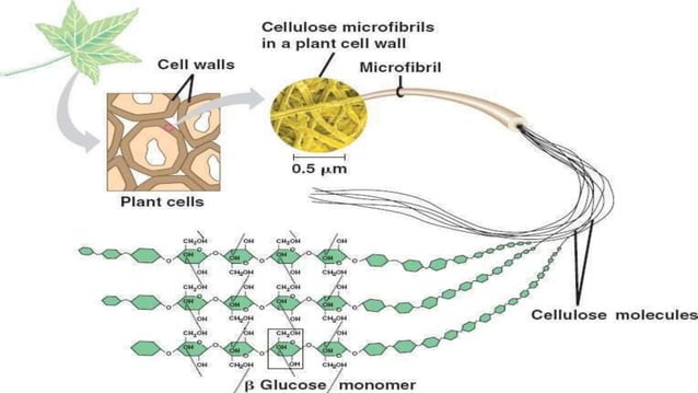 Cellulose and cellobiose | PPTX | Chemistry | Science