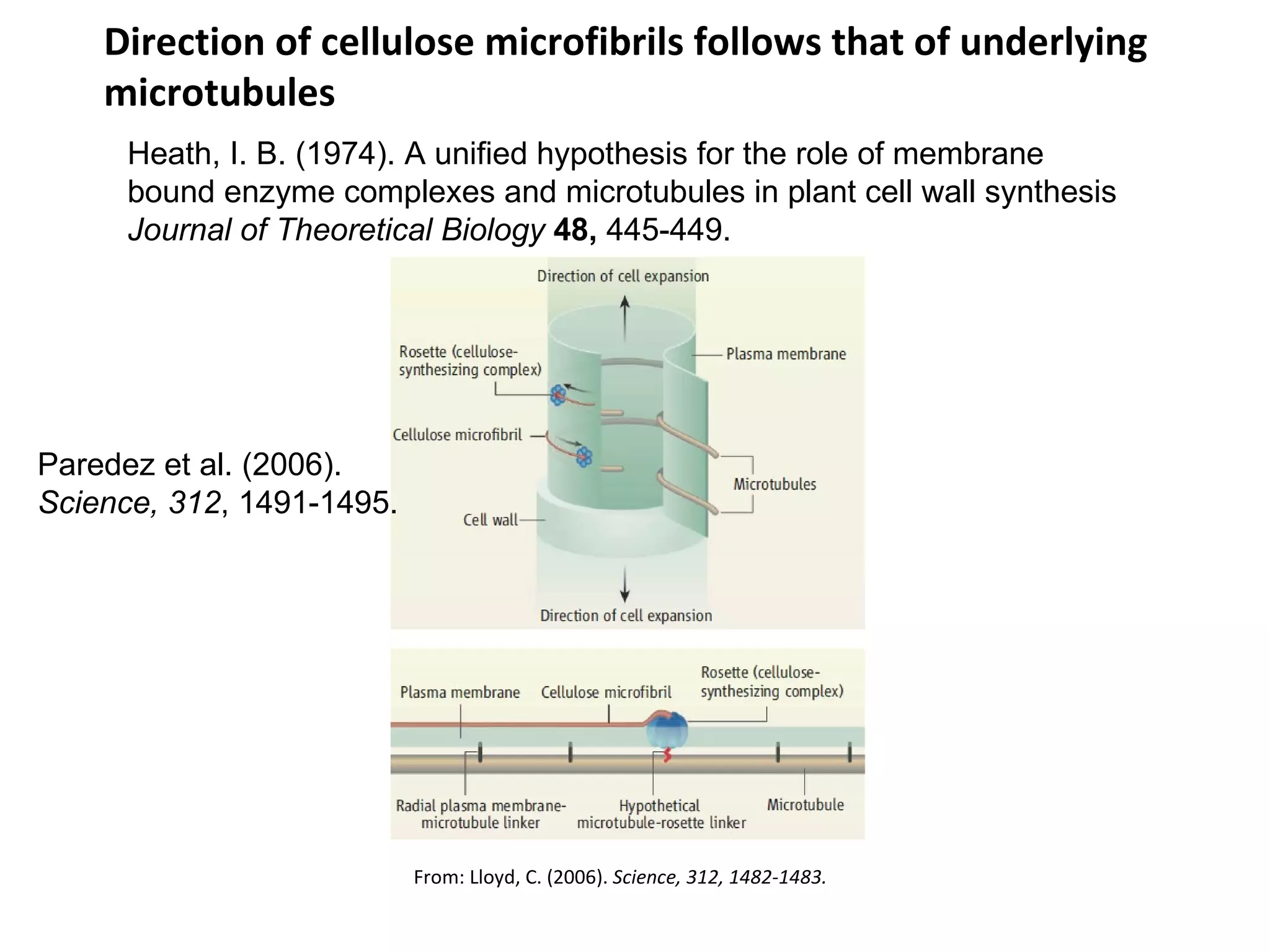 Cellulose biosynthesis | PPT