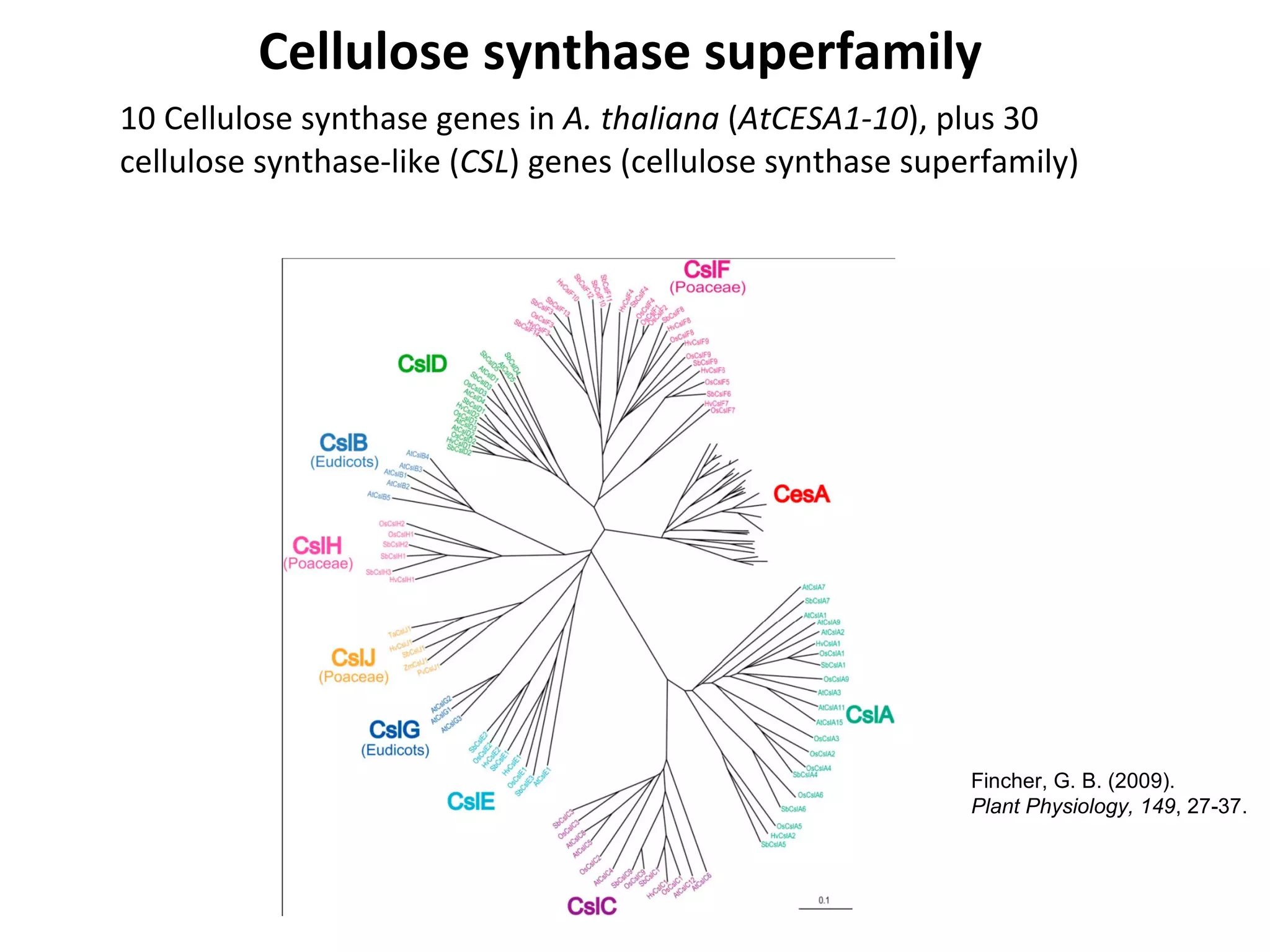 Cellulose biosynthesis | PPT