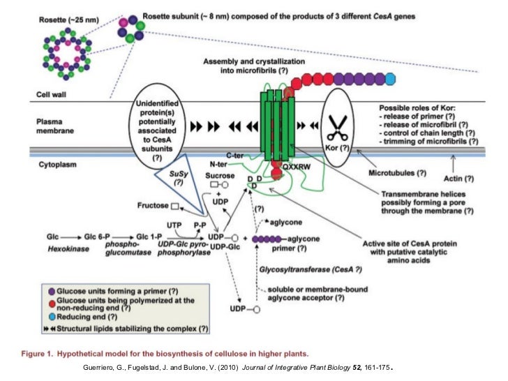 Cellulose biosynthesis