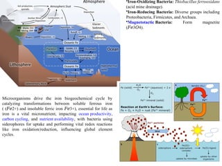 cellulose degradation iron cycling environment | PPTX